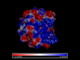 CSUPERB: Visualization of Protein-Protein Interactions