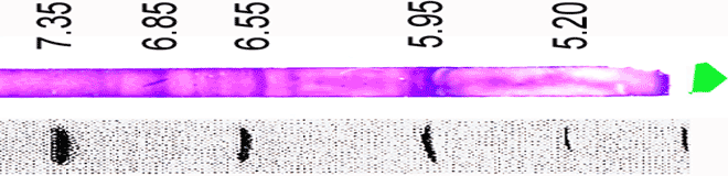 Chem 110L Proteomics